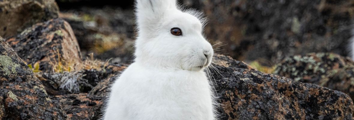 Your Guide to the Life and Facts of Arctic Hare