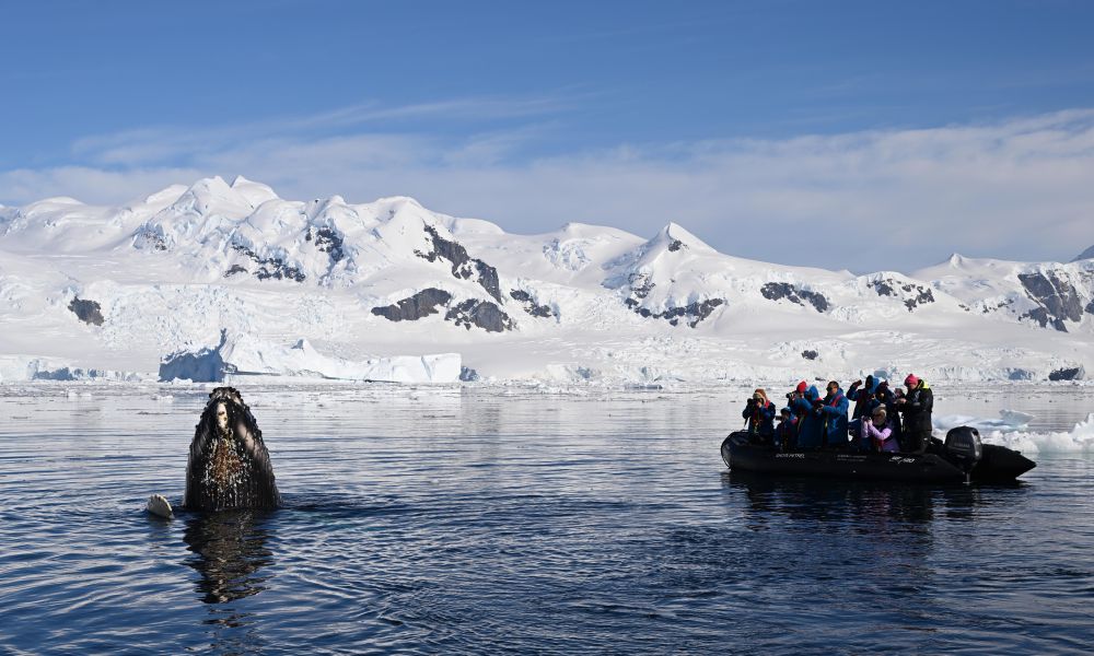 Humpback Whale Guide: Diet, Facts & more!