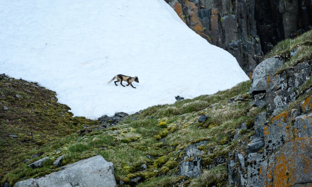 Arctic Fox Guide: Colors, Habitat, Adaptations & Facts