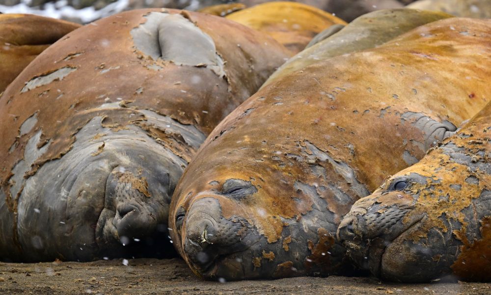 Southern Elephant Seal Guide: Size, Predators, Diet & Habitat