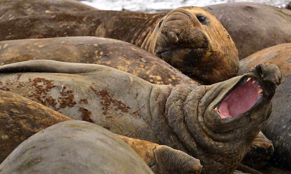 Southern Elephant Seal Guide: Size, Predators, Diet & Habitat
