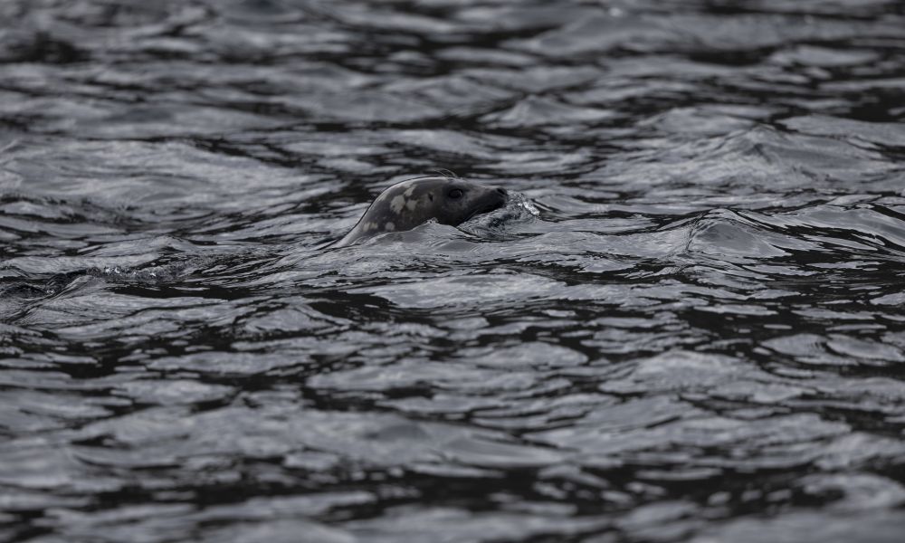 Your Guide to the Life and Facts of Ringed Seals