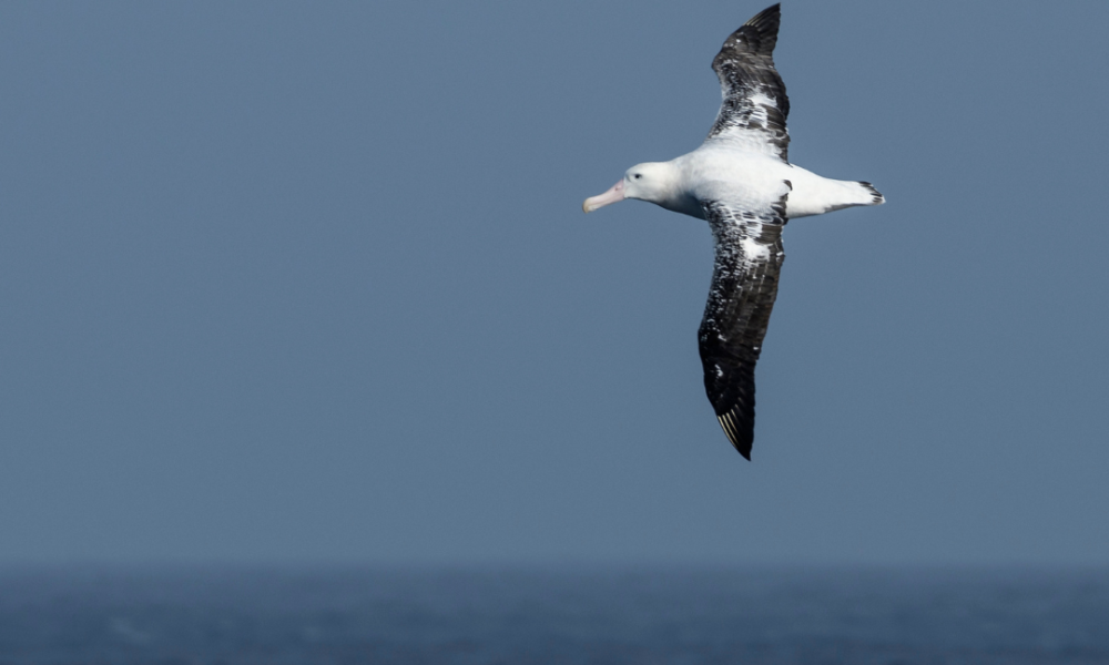 Your Guide to the Life and Facts of Albatross