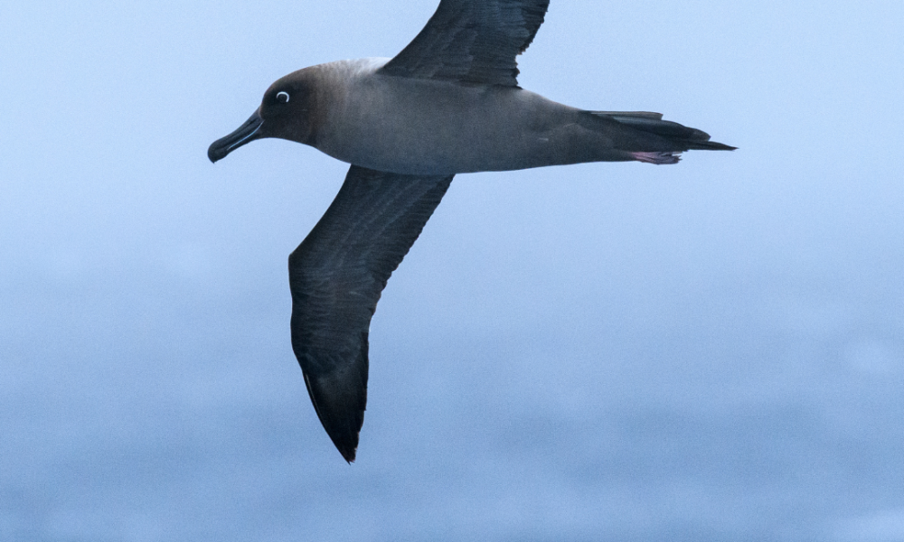 Your Guide to the Life and Facts of Albatross
