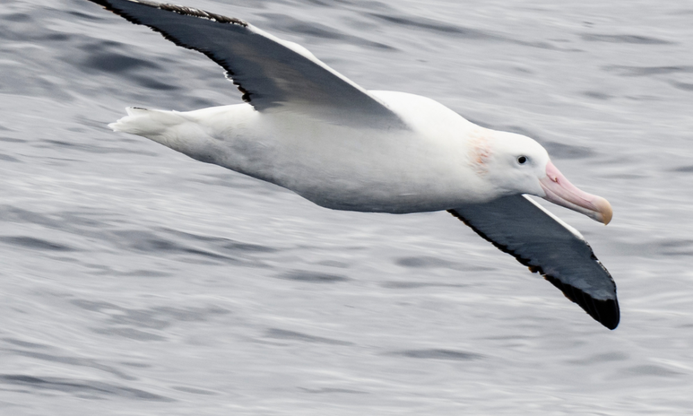 Your Guide to the Life and Facts of Albatross