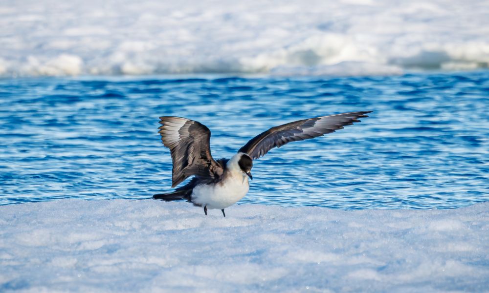 All About the Parasitic Jaeger (Arctic Skua): Adaptations, Habitat, and ...