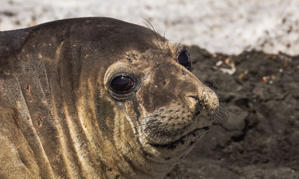 Southern Elephant Seal Guide: Size, Predators, Diet & Habitat