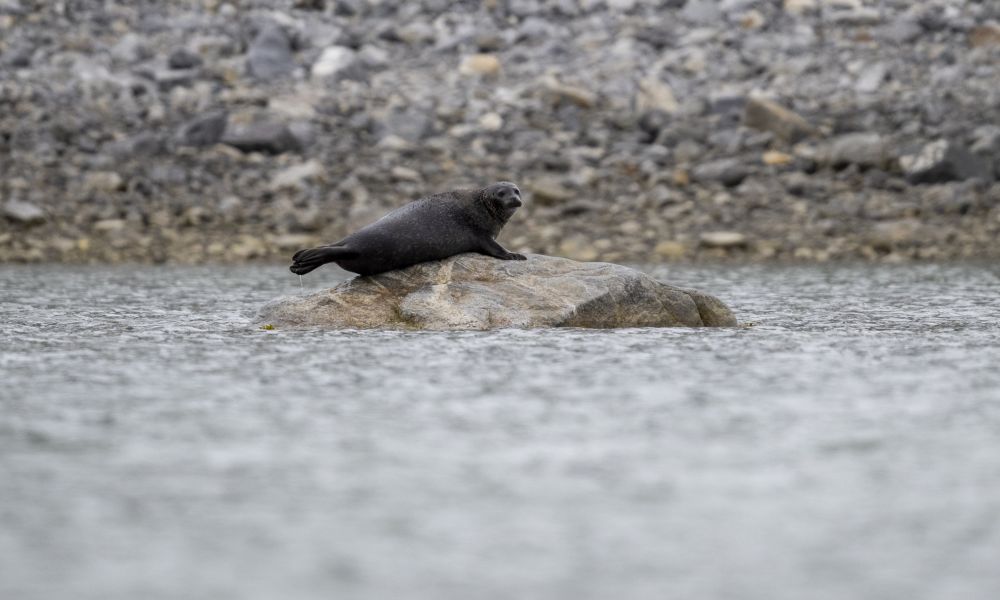 Your Guide to the Life and Facts of Ringed Seals