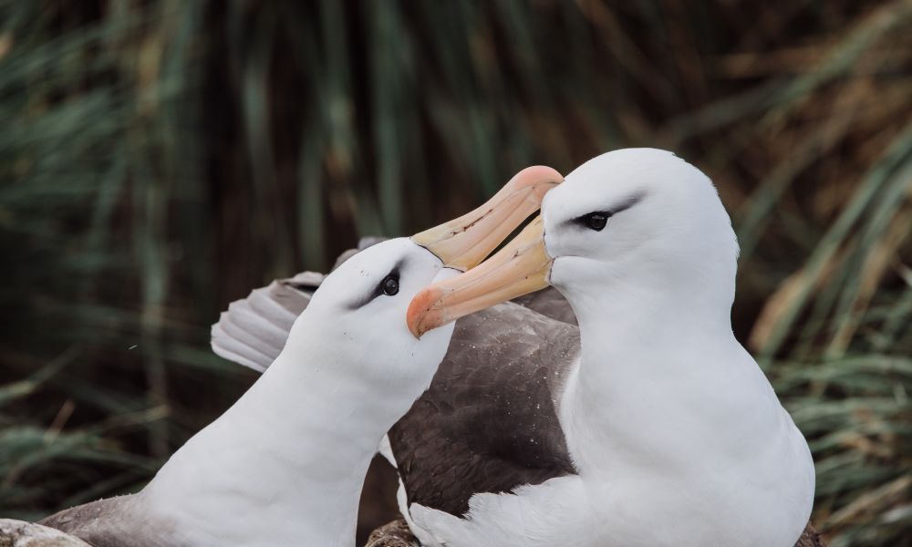 Your Guide to the Life and Facts of Albatross