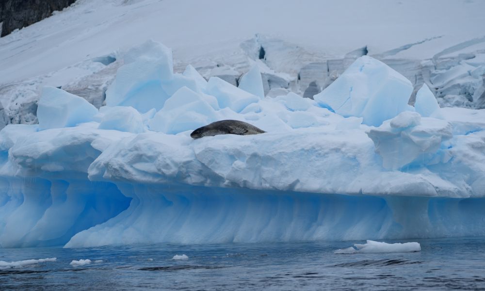 Leopard Seal Guide: Size, Teeth, Diet & Habitat