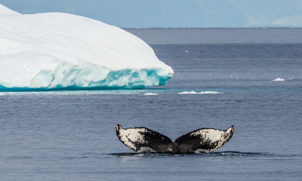 Humpback Whale Guide: Diet, Facts & more!
