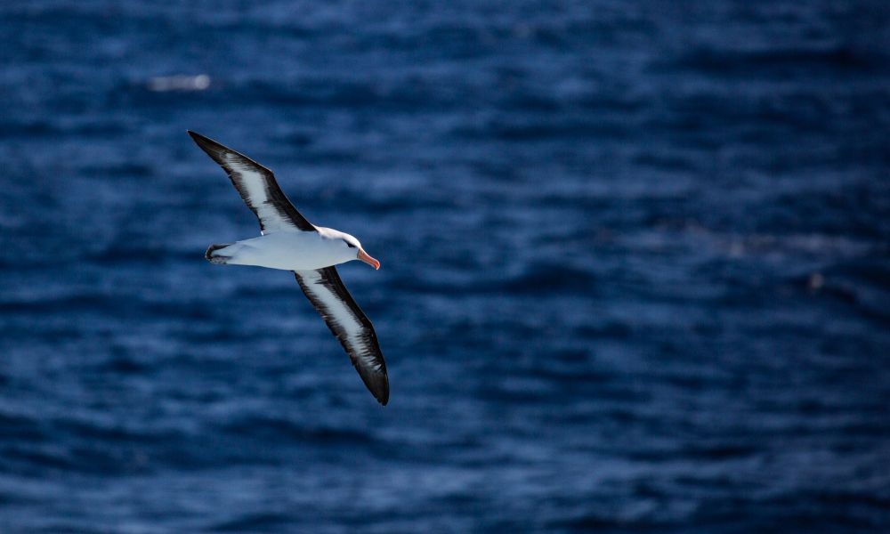 Your Guide to the Life and Facts of Albatross